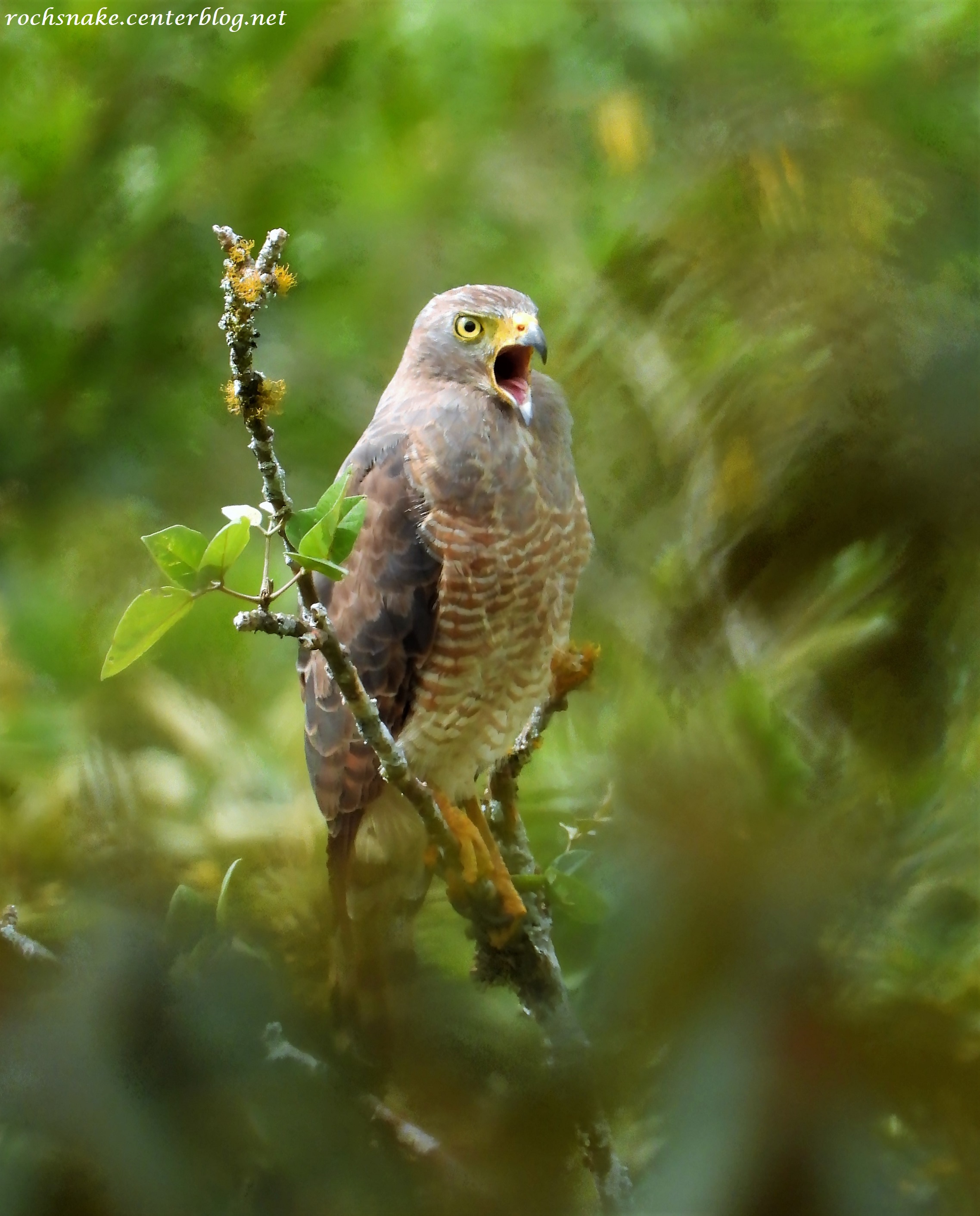 La Buse à gros bec - Rupornis magnirostris