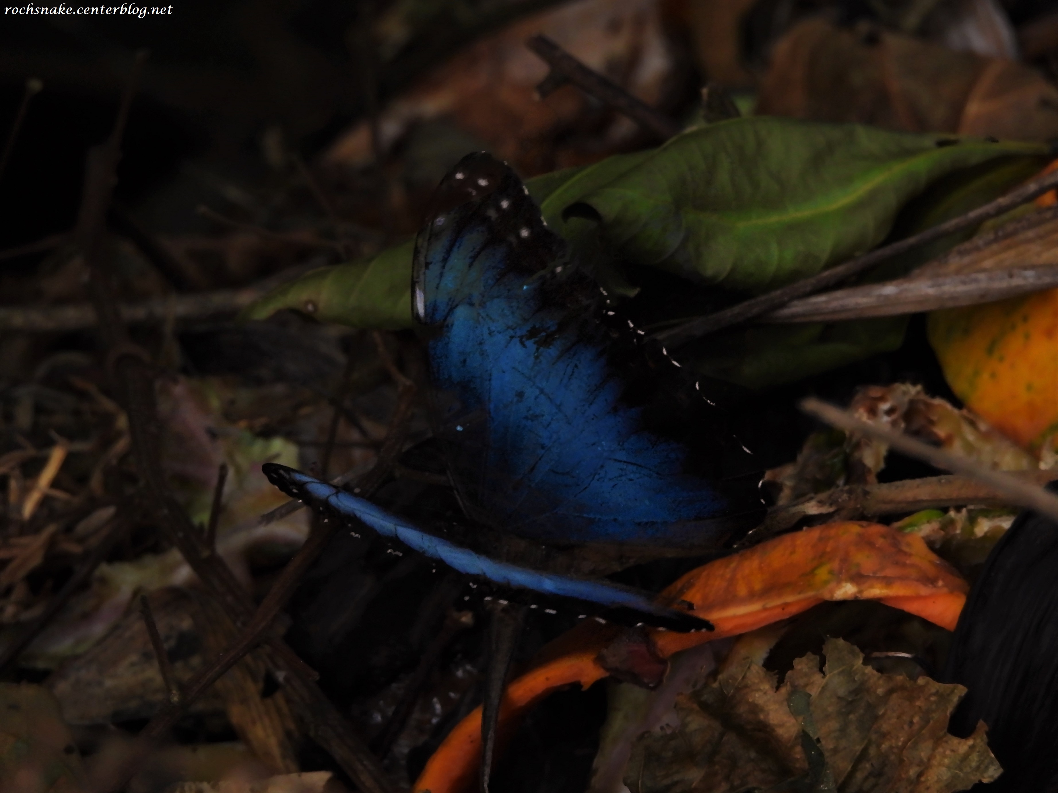 Le Morpho bleu - Morpho helenor