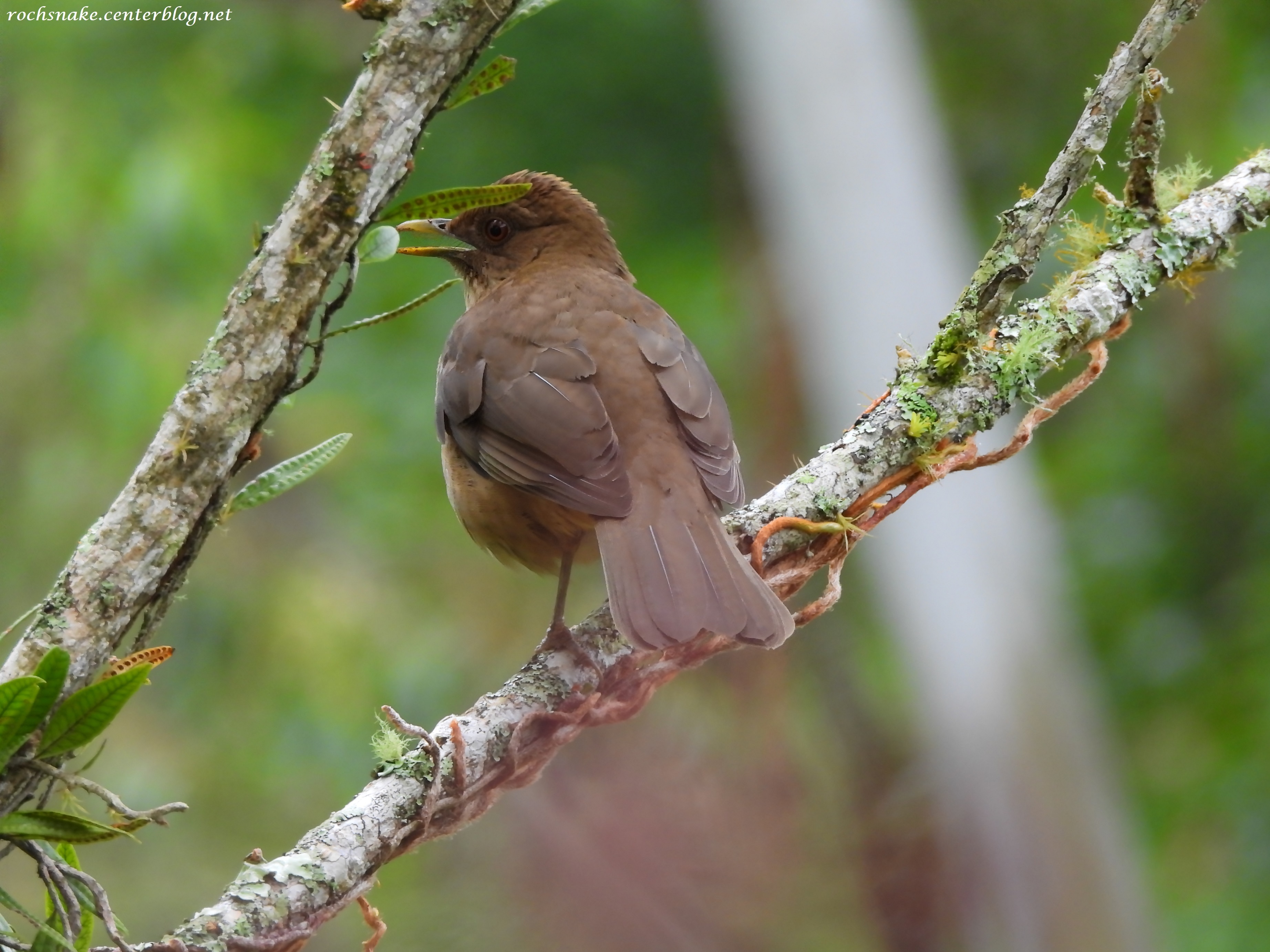 Le Merle fauve - Turdus grayi - Province de Cartago